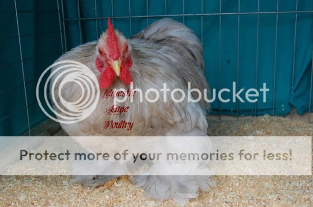 Lemon Blue Cochins~~***BRAND NEW PICTURES***~~~ | Page 10 | BackYard ...