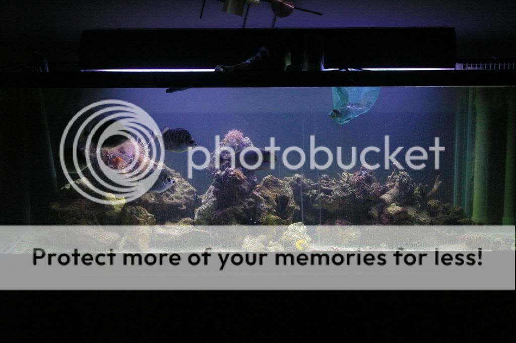 Please help; sand has wrecked my tank! | MonsterFishKeepers.com