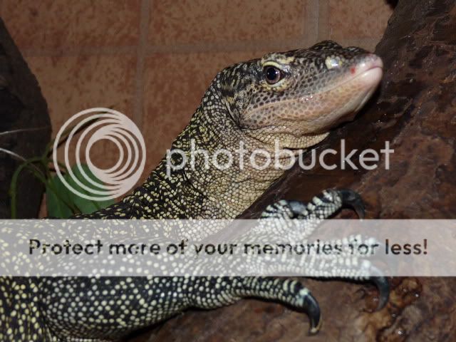 Monitors & Tegu's | Page 639 | Reptile Forums