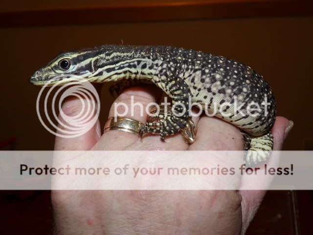 Monitors & Tegu's | Page 1192 | Reptile Forums