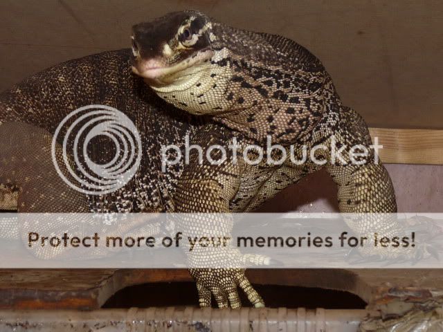 Monitors & Tegu's | Page 1436 | Reptile Forums