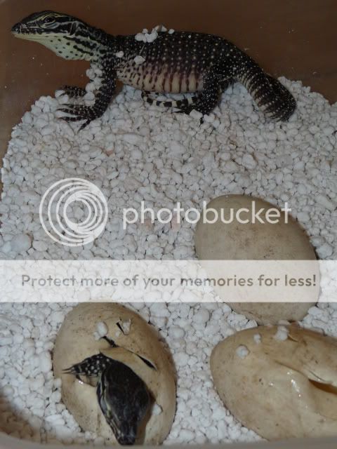 NE England - Hatching now baby Argus Monitors | Reptile Forums