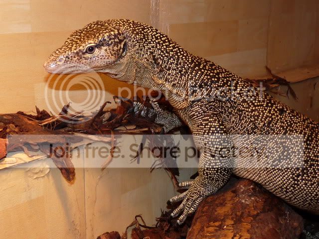 Monitors & Tegu's | Page 1534 | Reptile Forums