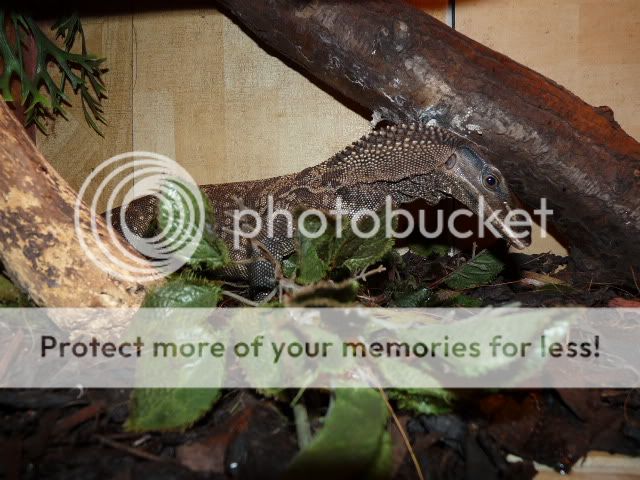 Monitors & Tegu's | Page 1534 | Reptile Forums