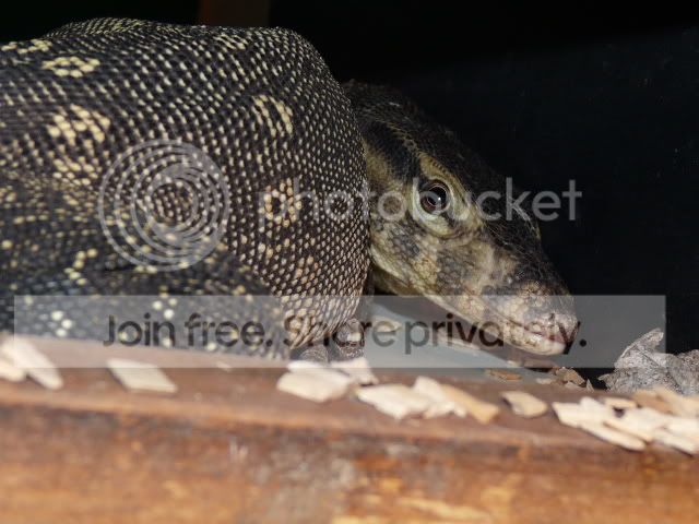 Monitors , a few pic's | Reptile Forums