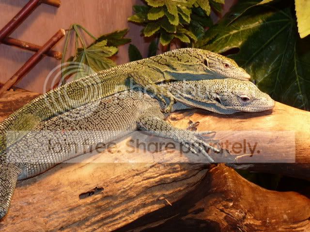 Varanus Kordensis pair | Reptile Forums