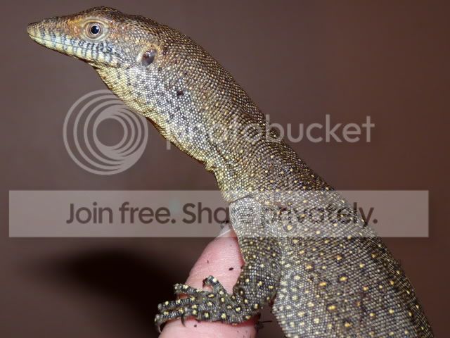 Varanus Mertensi (Mertens water Monitor) | Reptile Forums