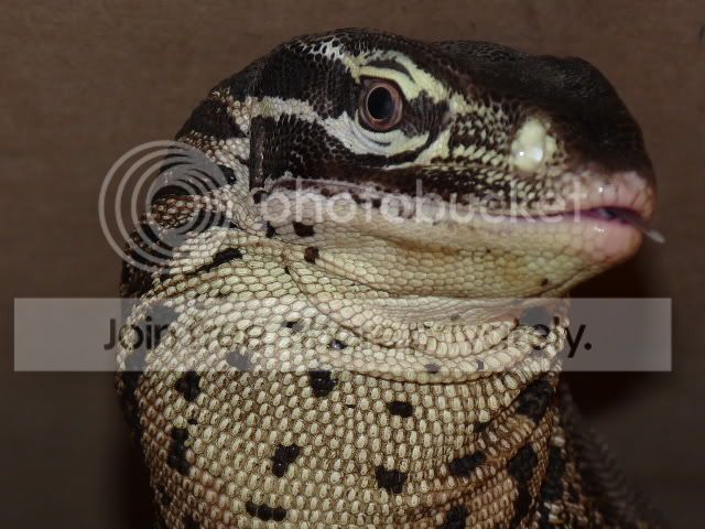 Monitors and More Monitors etc etc | Reptile Forums